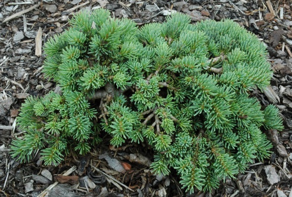 Hall nulg ´Masonic Broom ´ (Abies concolor)