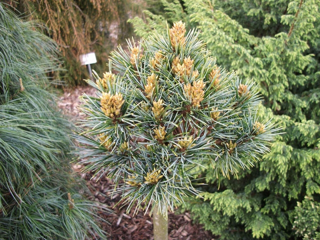 Korea seedermänd ´Blue Ball´ (Pinus koraiensis)