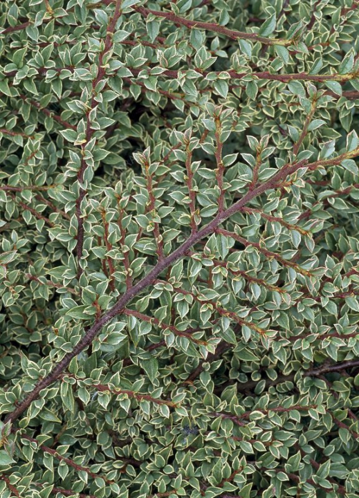 Tuhkpuu ´Variegata´ (Cotoneaster)