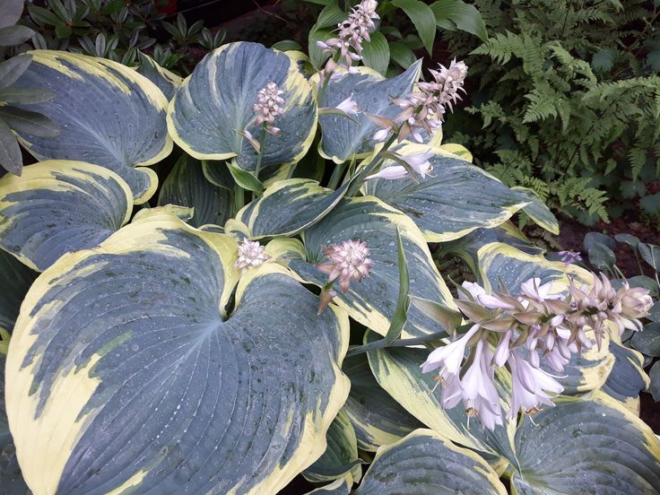 Hosta ´Flemish Angel´ (Hosta)