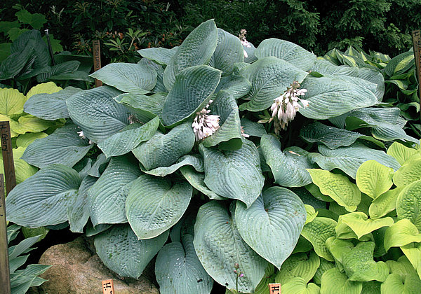 Hosta ´Blue Mammoth´ (Hosta) - saadaval alates juuni 2020