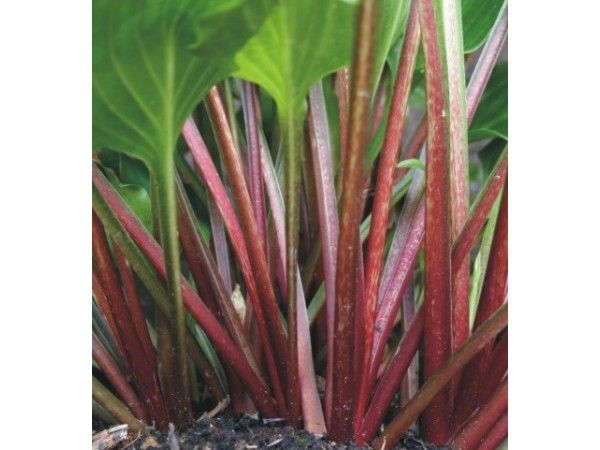 Hosta ´Red Stepper´ (Hosta)