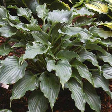Hosta ´Restless Sea´ (Hosta)