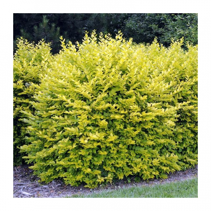 Harilik liguster ´Aureum´ (Ligustrum vulgaris)