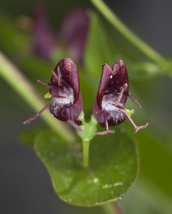 Harilik ebatsuuga (Pseudotsuga)