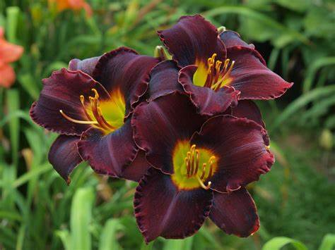 Päevaliilia ´Midnight Magic´ (Hemerocallis)