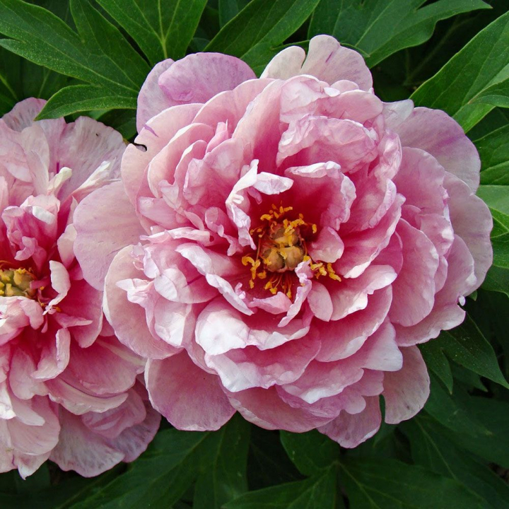 itoh pojeng ´Pink Double Dandy´ (Paeonia)
