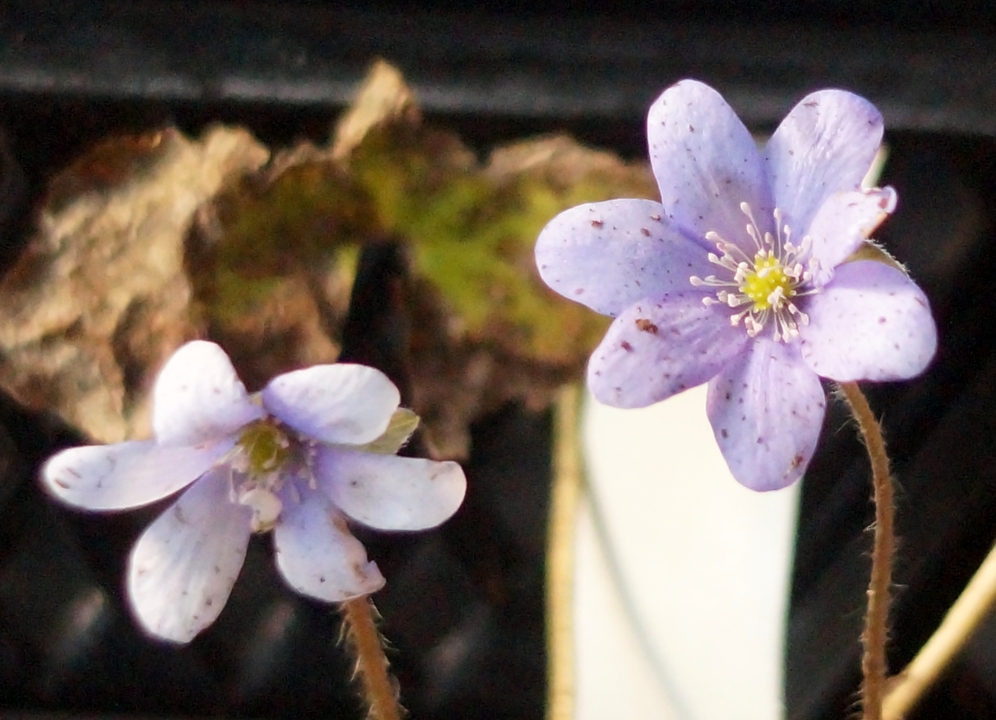 Harilik sinilill ´R10´ (Hepatica nobiles)