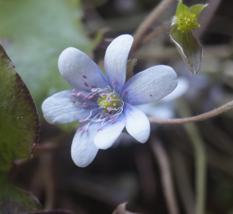 Harilik lodjapuu ´31-4-K´ (Viburnum opulus) - Suure söödava viljaga ...