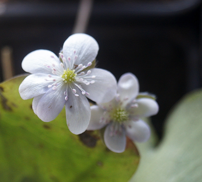 Harilik sinilill ´R 33´ (Hepatica nobilis)
