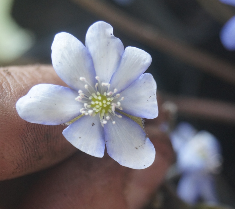 Harilik sinilill ´R 34´ (Hepatica nobilis)