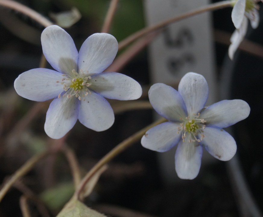 Harilik sinilill ´R 35´ (Hepatica nobilis)