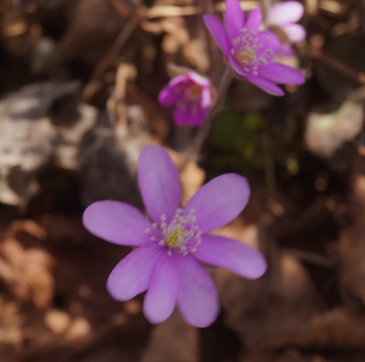 Harilik sinilill ´R 41´ (Hepatica nobilis)