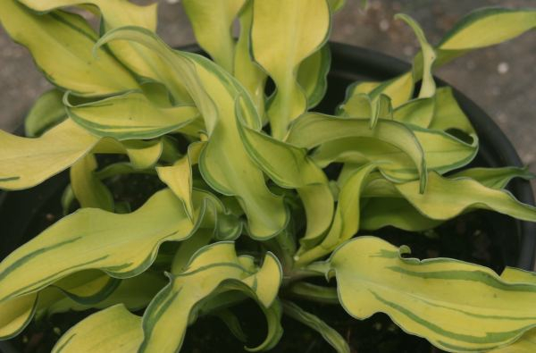 Hosta ´Ripple Effect´ (Hosta)