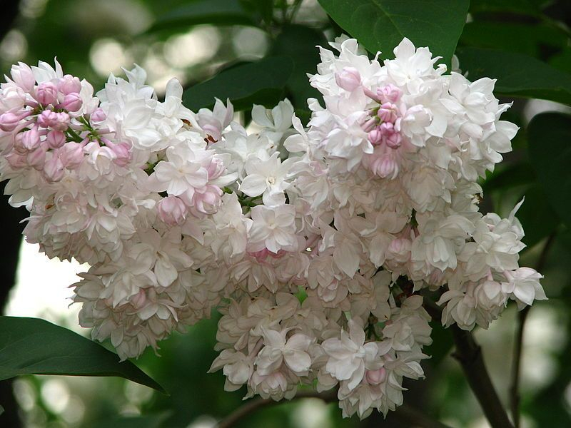Sirel ´Krasavitsa Moskvy´ (Syringa vulgaris)