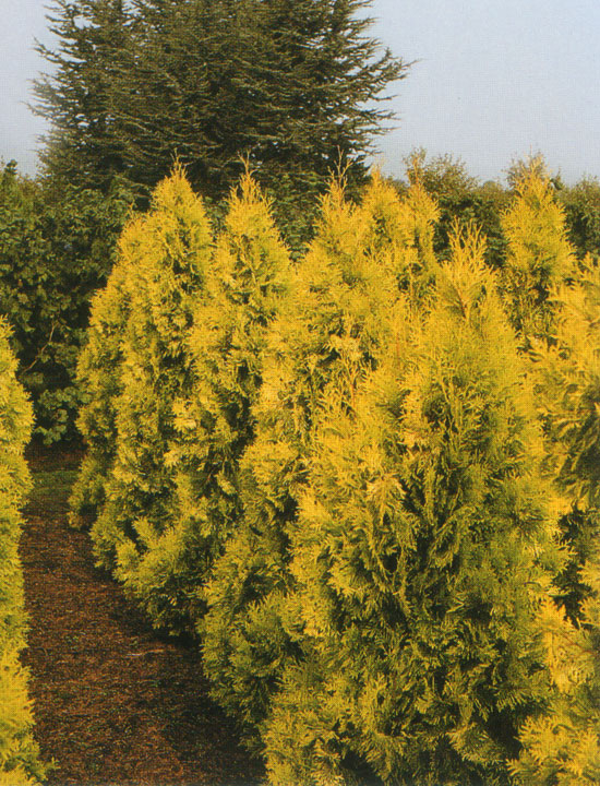 Harilik elupuu ´Holmstrup Yellow´ (Thuja occidentalis)