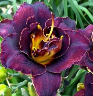 Päevaliilia ´Voodoo Dancer´ (Hemerocallis)