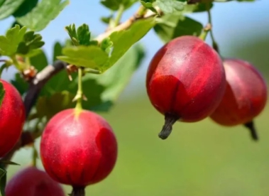 Karusmari ´Salut´ (Grossularia relinata) poogitud tüvele